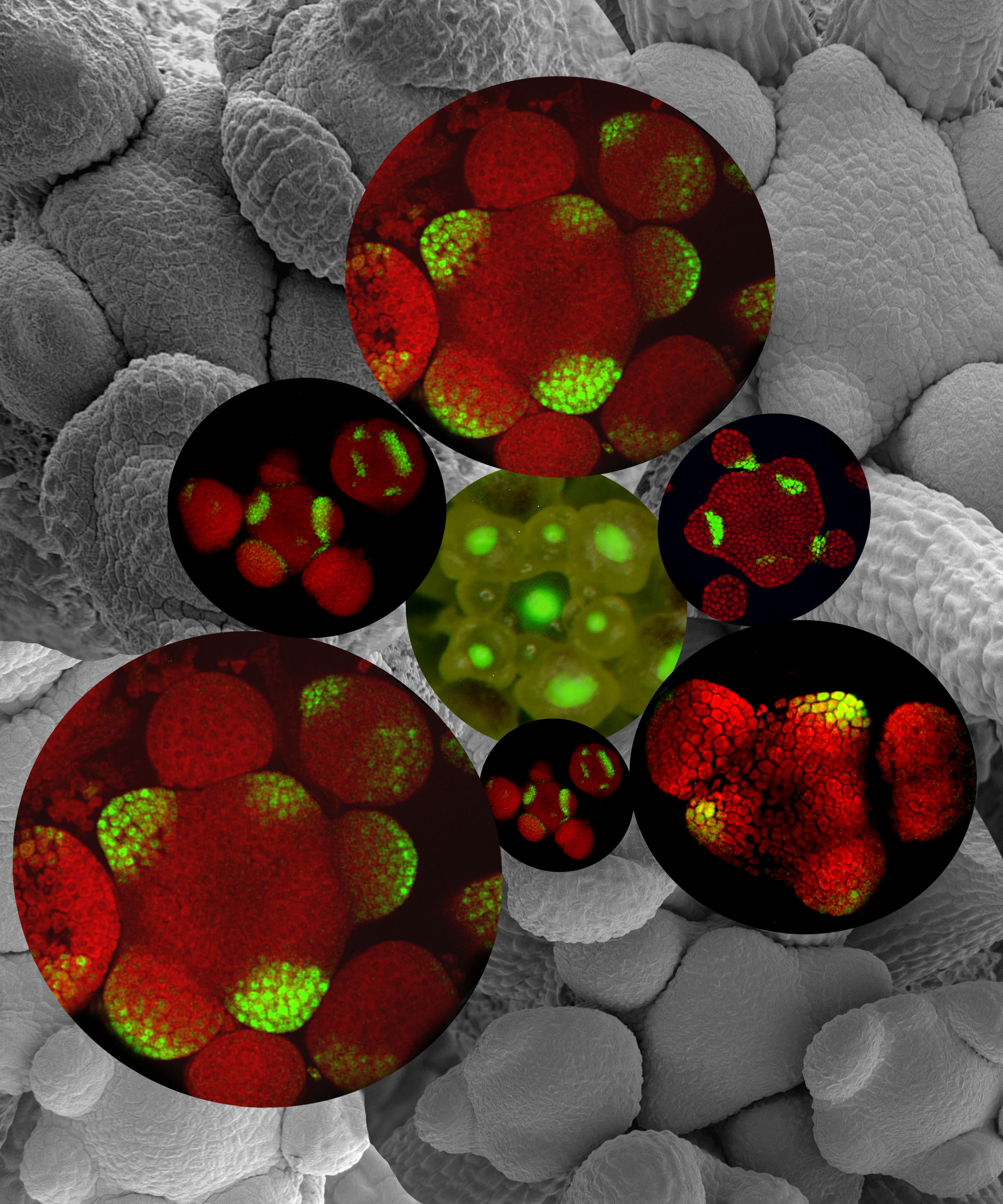 Photo gallery | Developmental Club