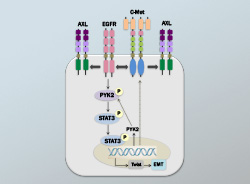 Cell Signaling & Signaling Rewiring | Sima Lev's lab