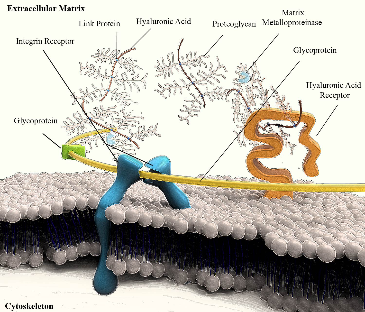 Maayan's Project: The Extracellular Matrix During Cortical Formation ...