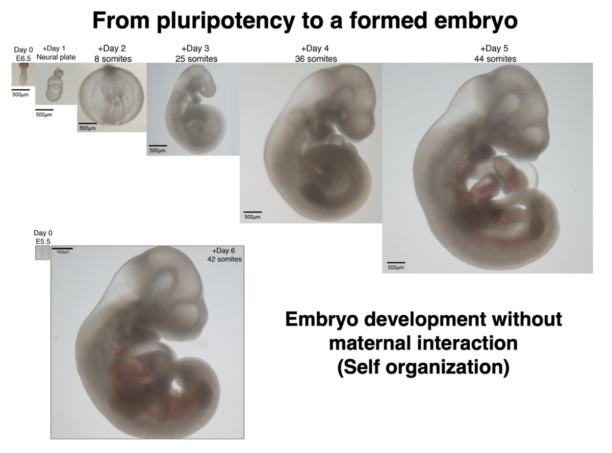 Ex Utero Embryogenesis: From Stem Cells to Organs | Jacob Hanna Lab