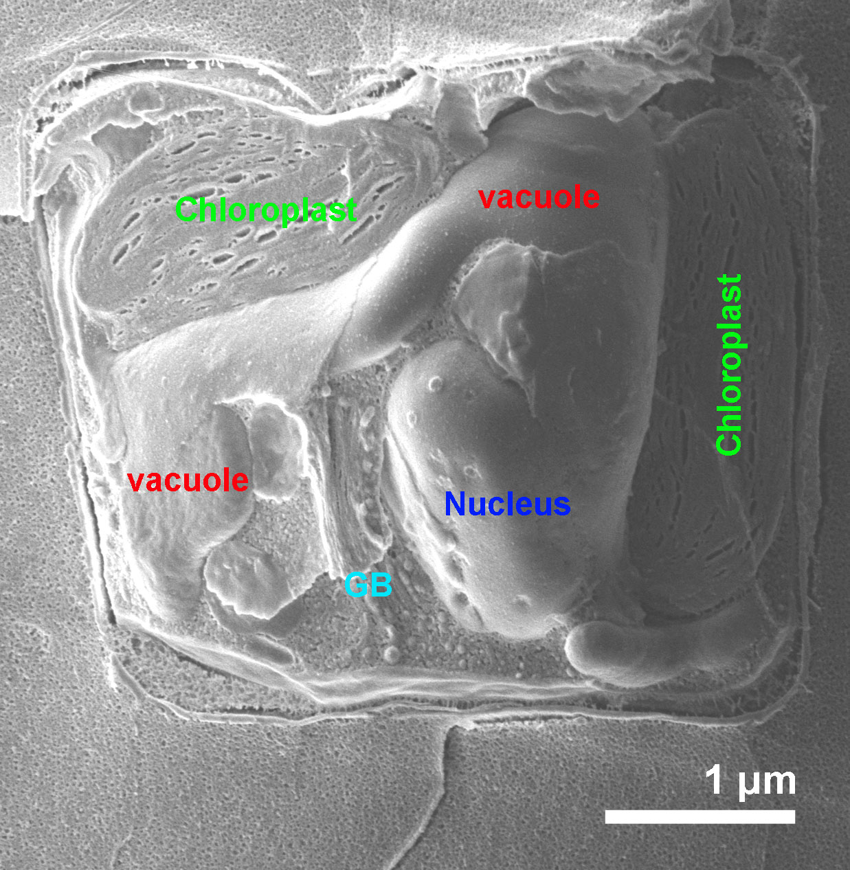 Diatom Silicification | Mineral Formation by Phytoplankton