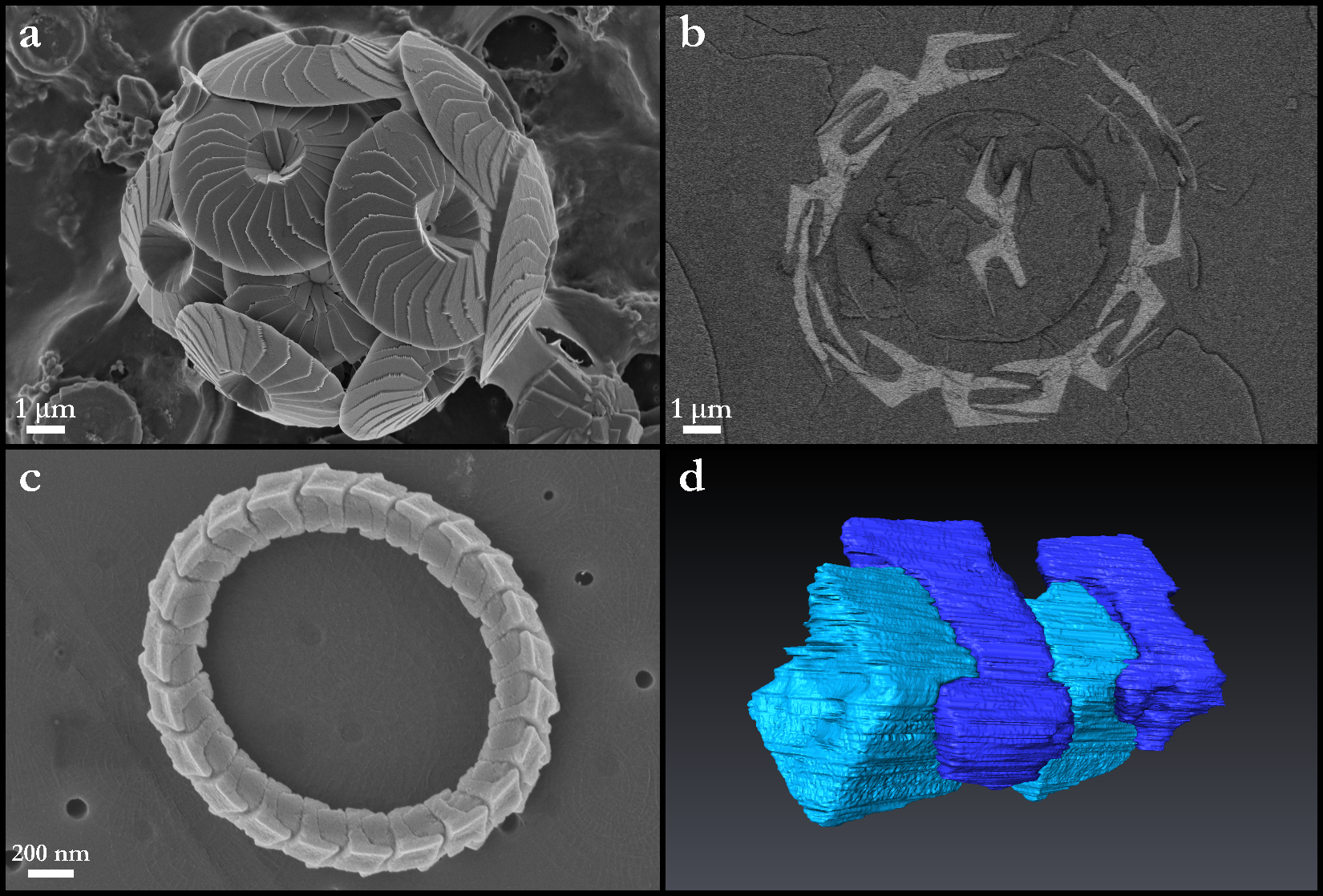 Coccolithophore Calcification | Mineral Formation by Phytoplankton