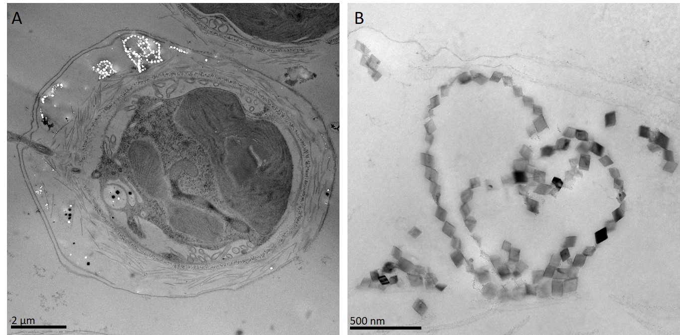 Coccolithophore Calcification | Materials of the Ocean