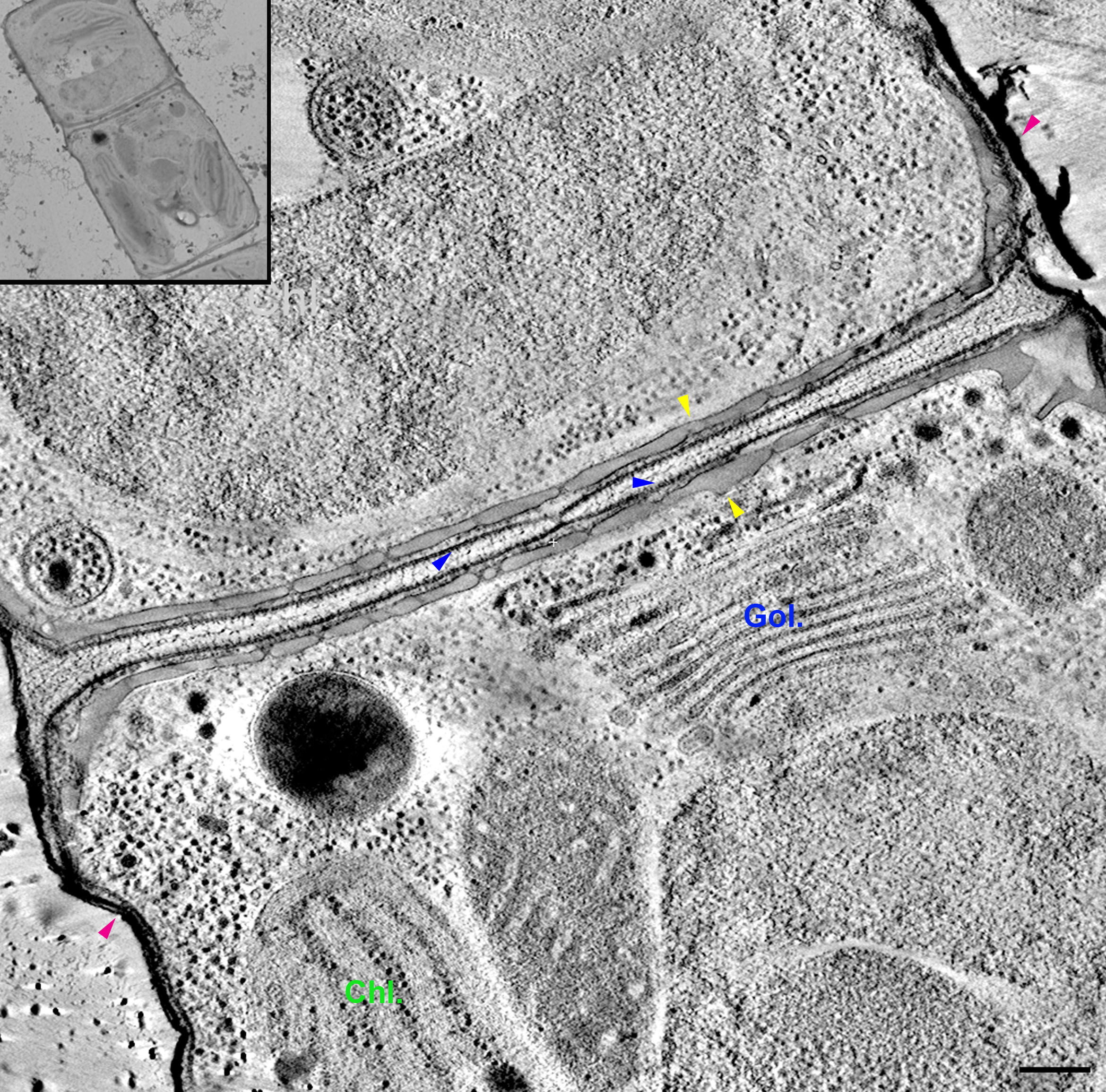 Diatom Silicification | Mineral Formation by Phytoplankton