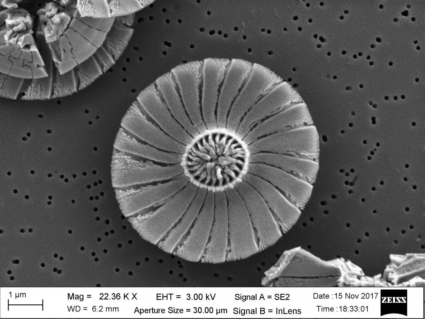 World of coccoliths | Materials of the Ocean